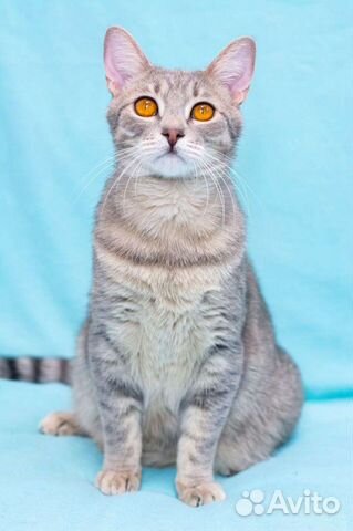 Ласковый котик Леон в добрые руки, ищет дом