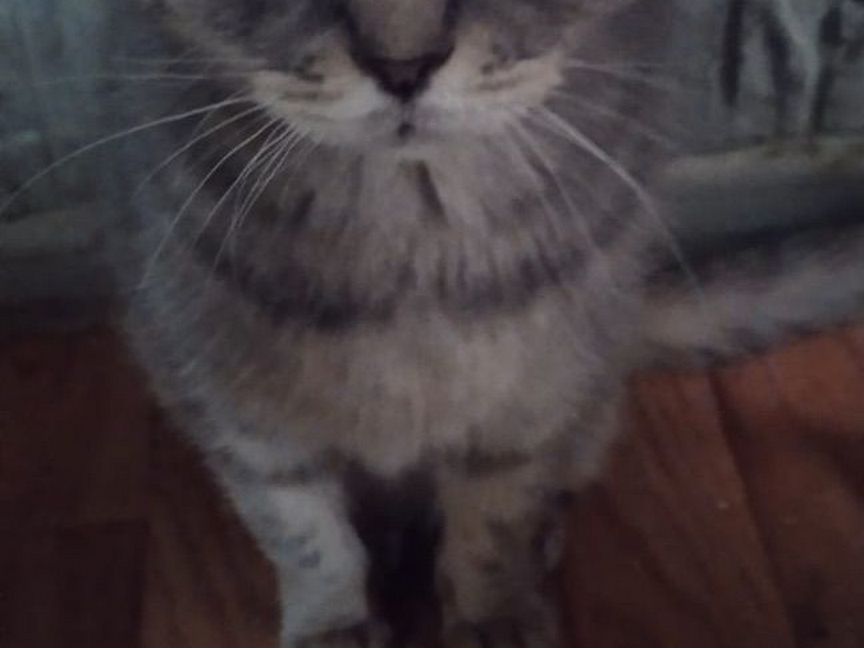 Кот Василий