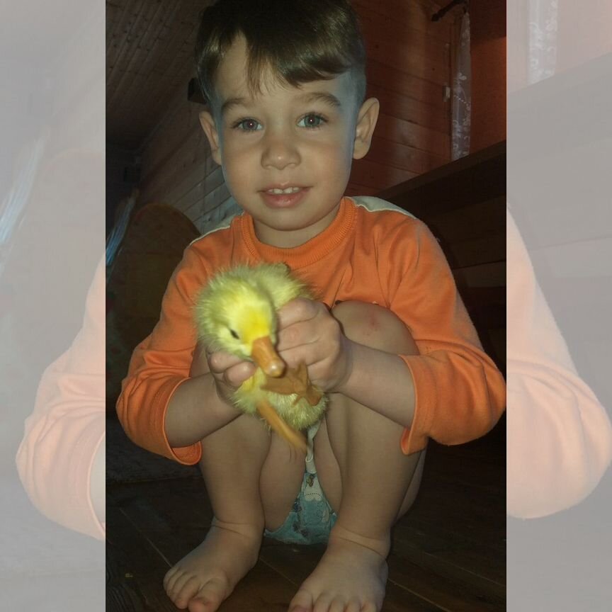 Гусята суточные