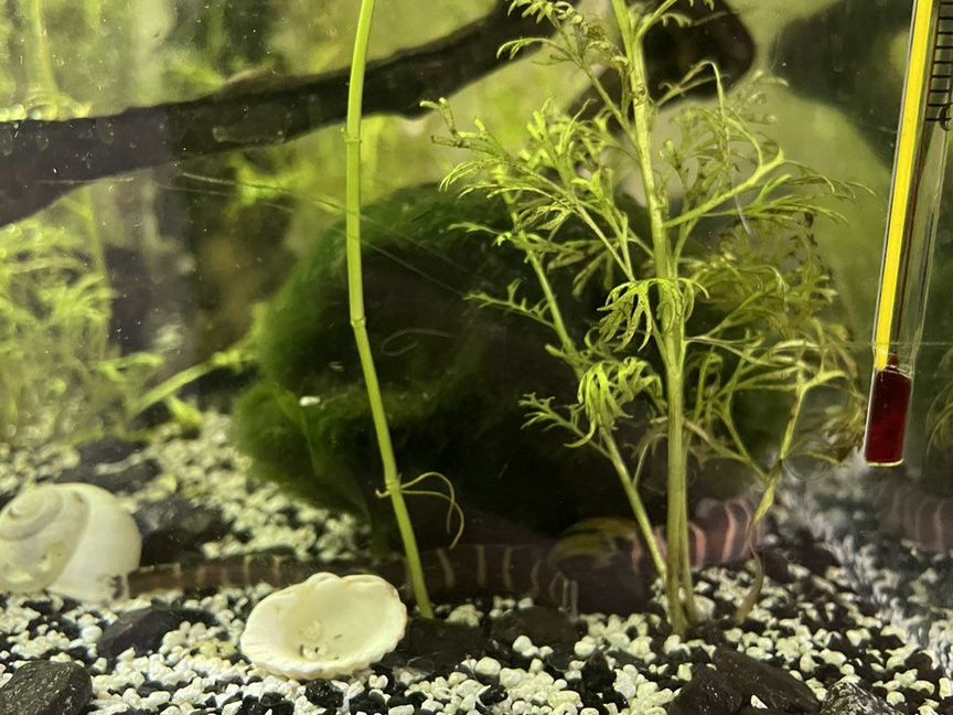 Аквариумные рыбки