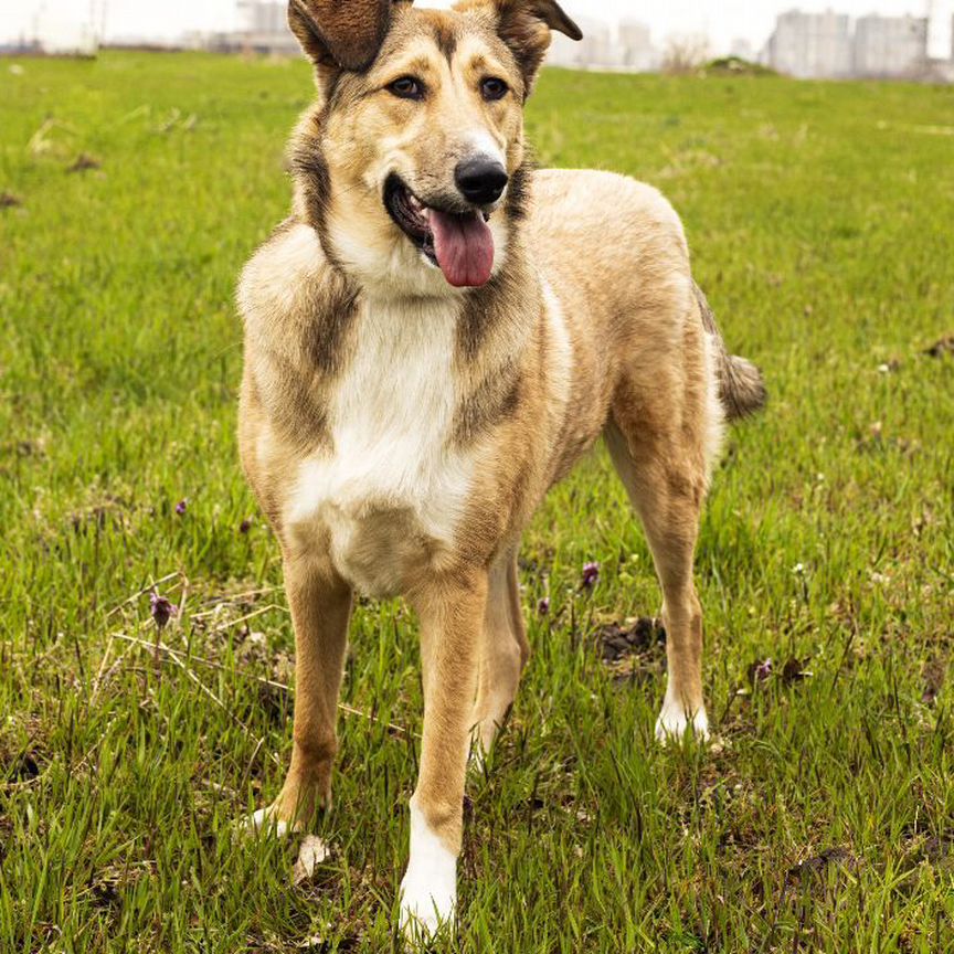 Прекрасная собака ищет дом