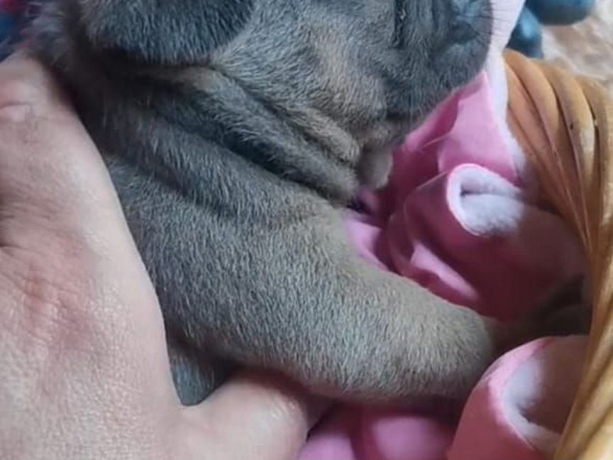 Французский бульдог