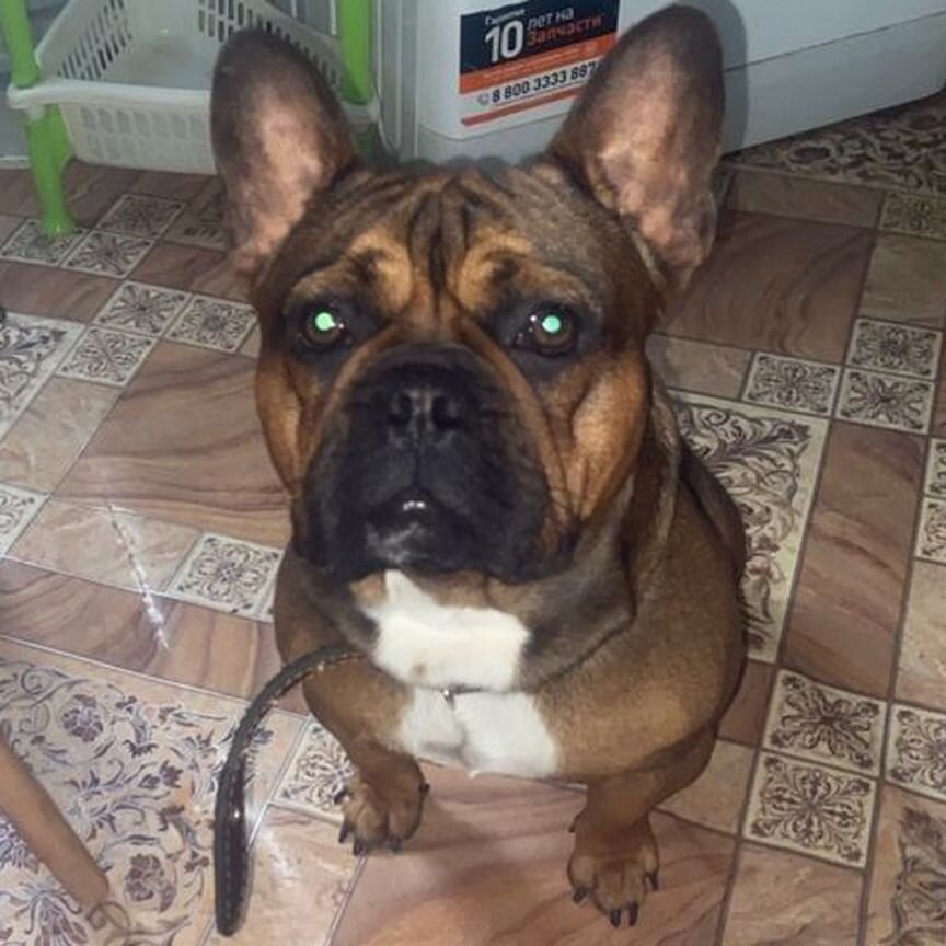 Французский бульдог
