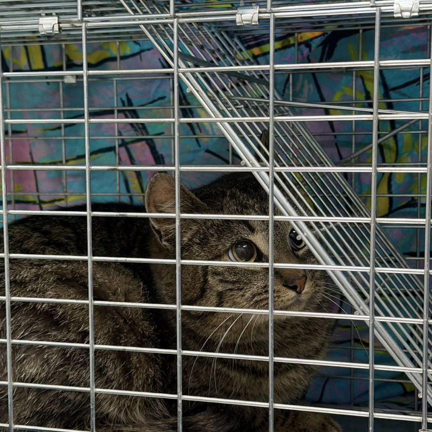 Взрослая, кошка в добрые руки