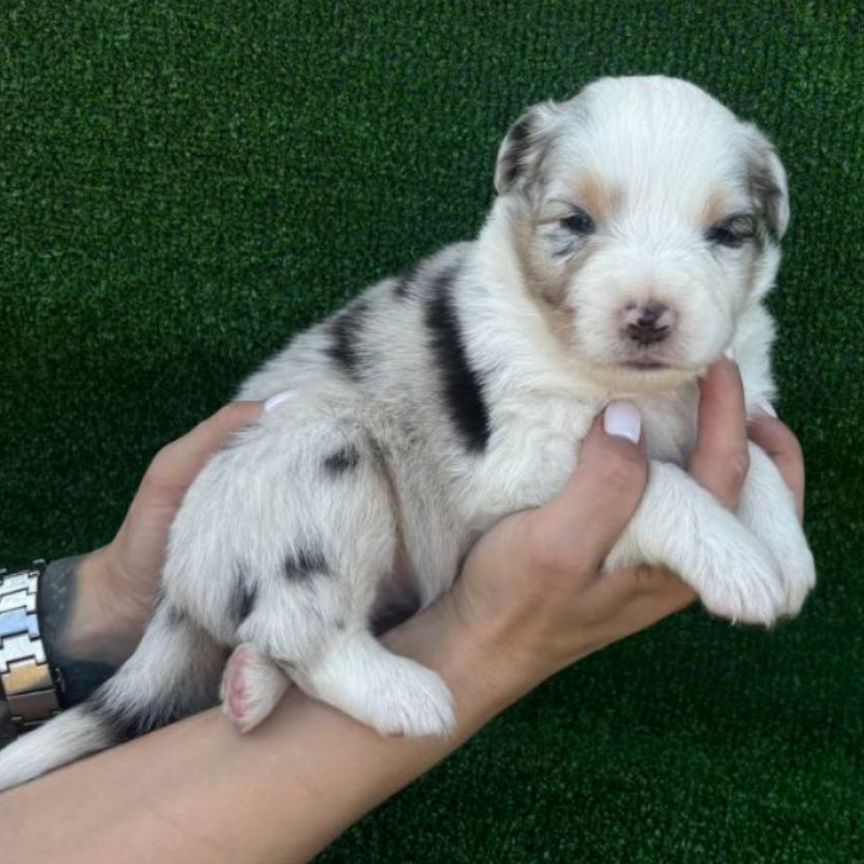 Щенки аусси