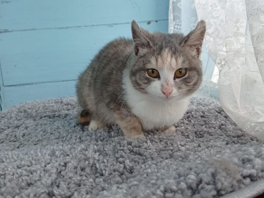 Кошка