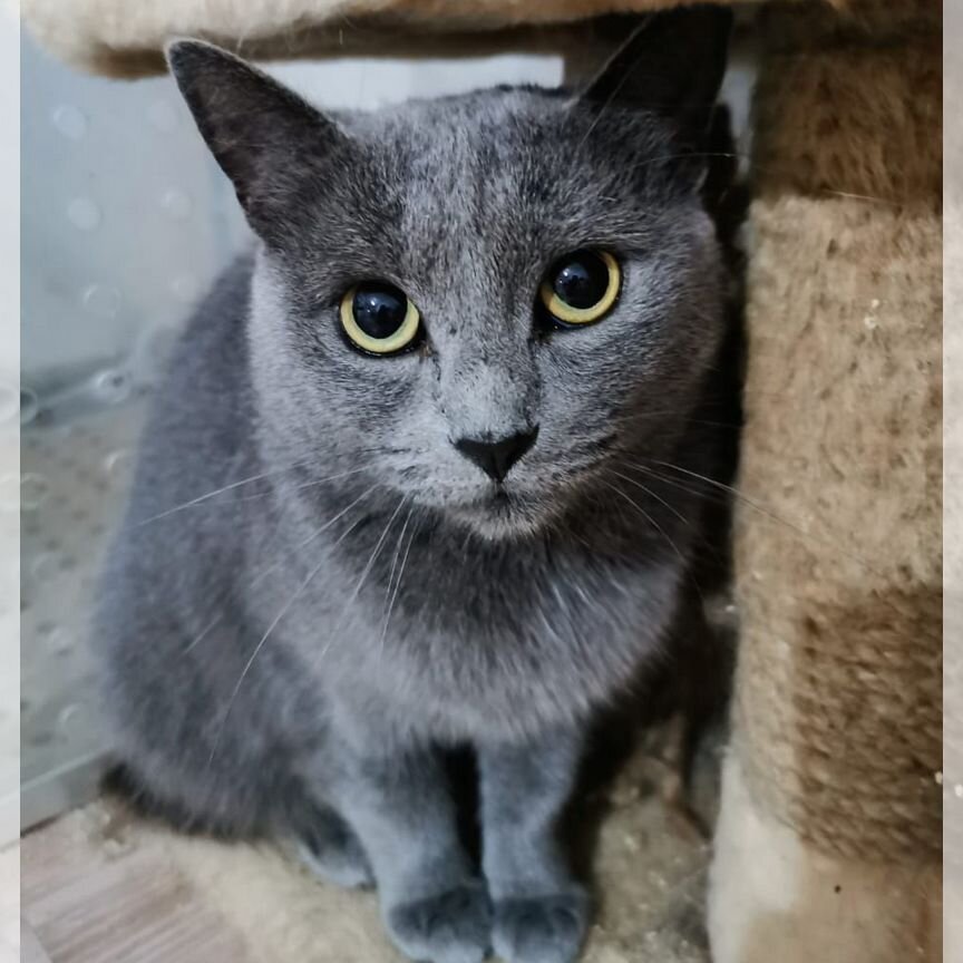 Взрослая кошка в добрые руки