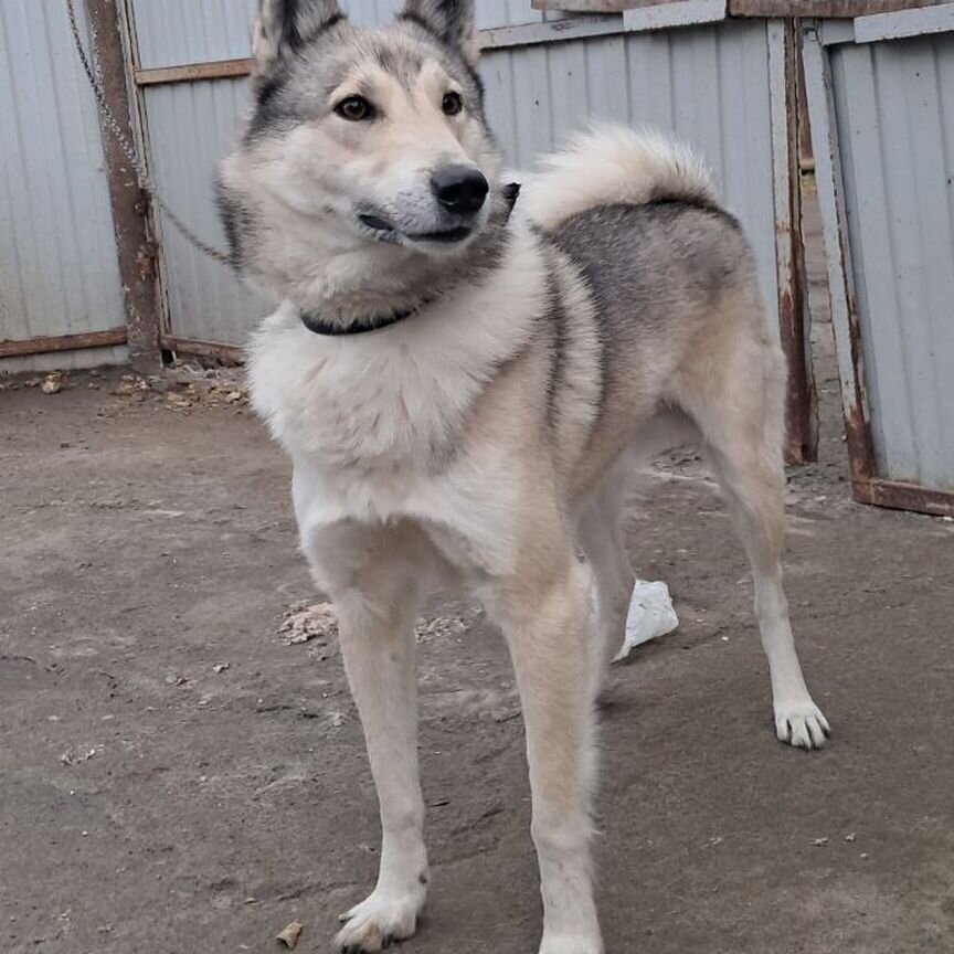 Лайка, щенок