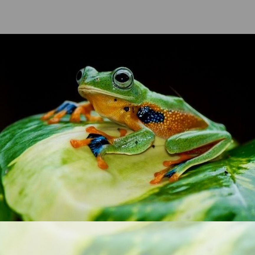 Летающая лягушка