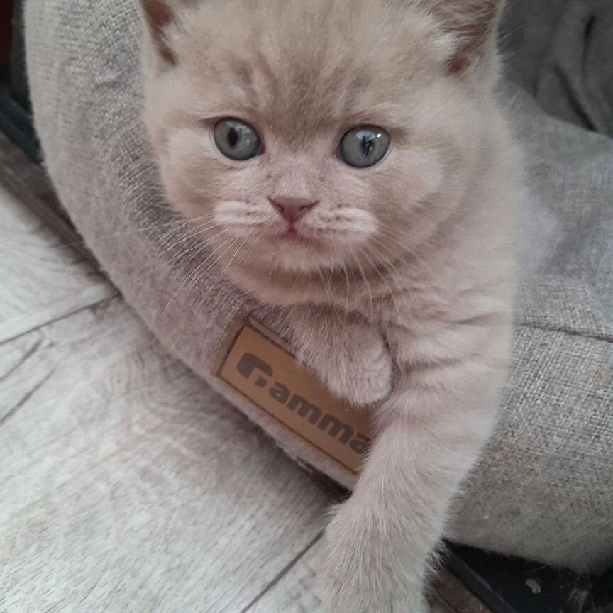 Шотландская кошечка