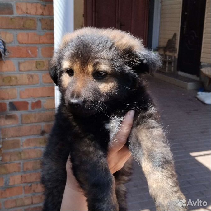 Просто щенок