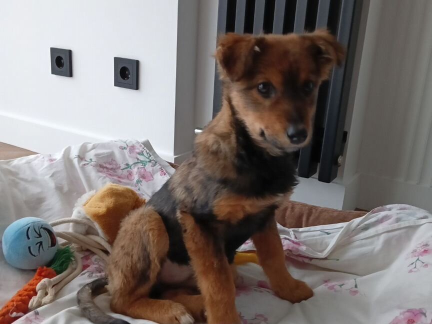 Щенок девочка ищет дом, привезу