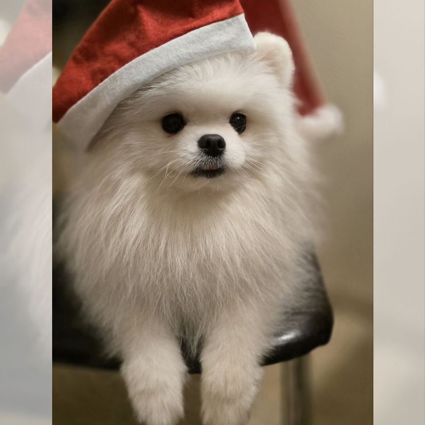 Померанский шпиц, щенок