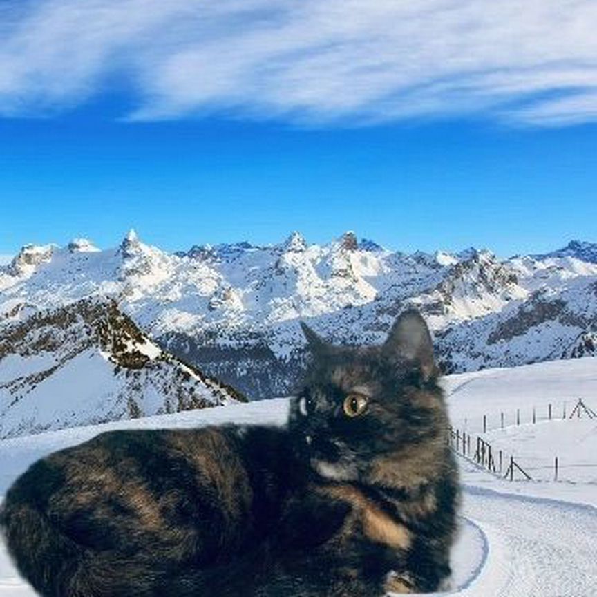 Красавица кошечка ищет дом