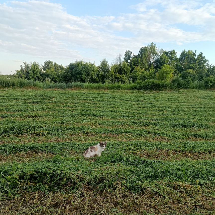 Продам сено