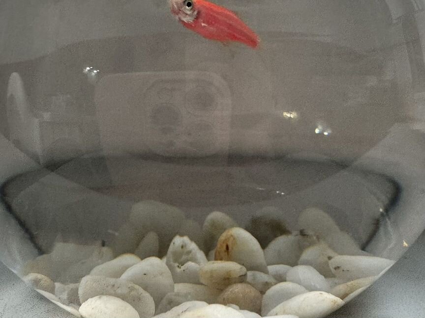 Рыбка Данио