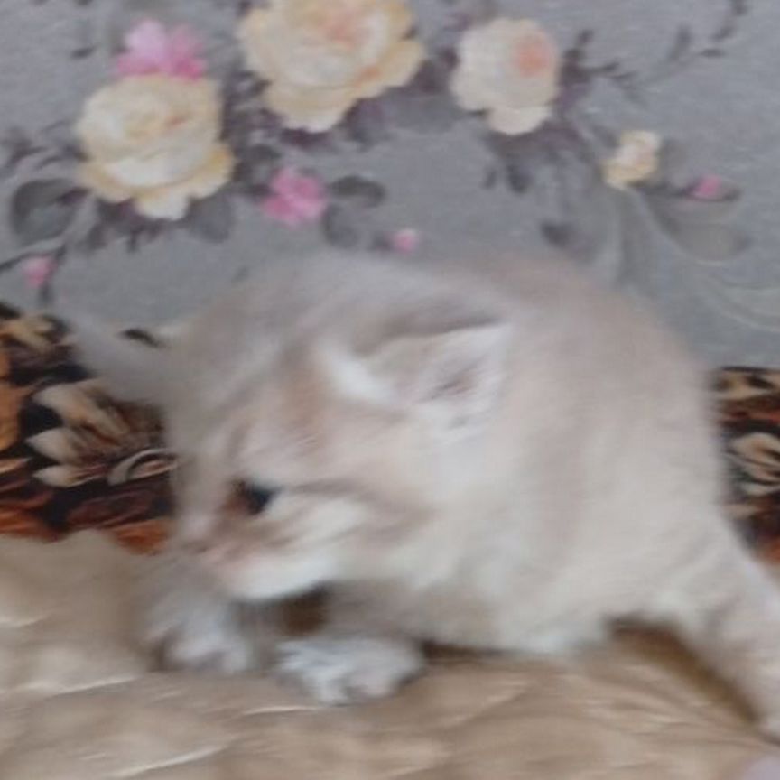 Шотландский вислоухий короткошёрстный котёнок