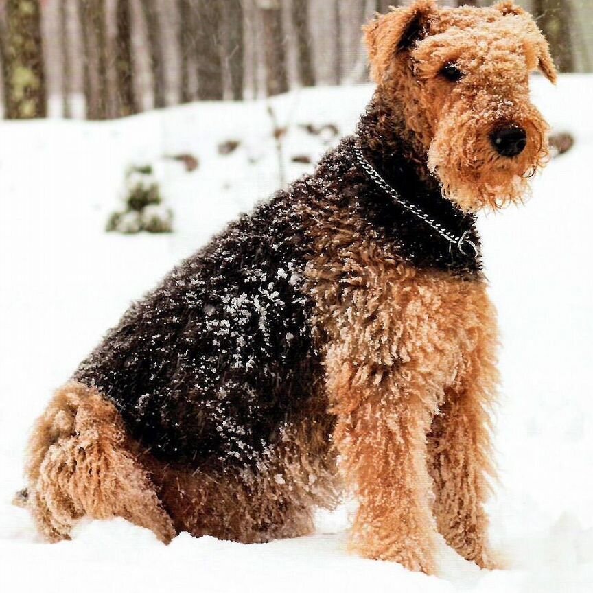Эрдельтерьер кобель для вязки