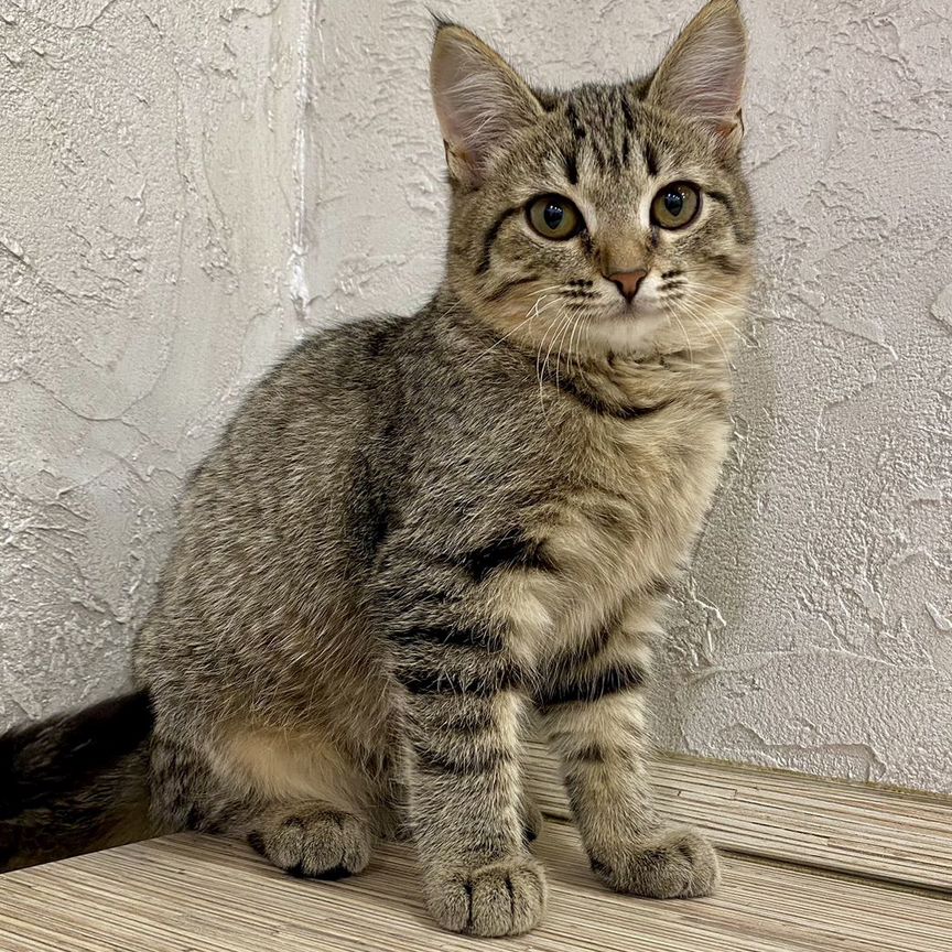 Котенок Груша ждет хозяина