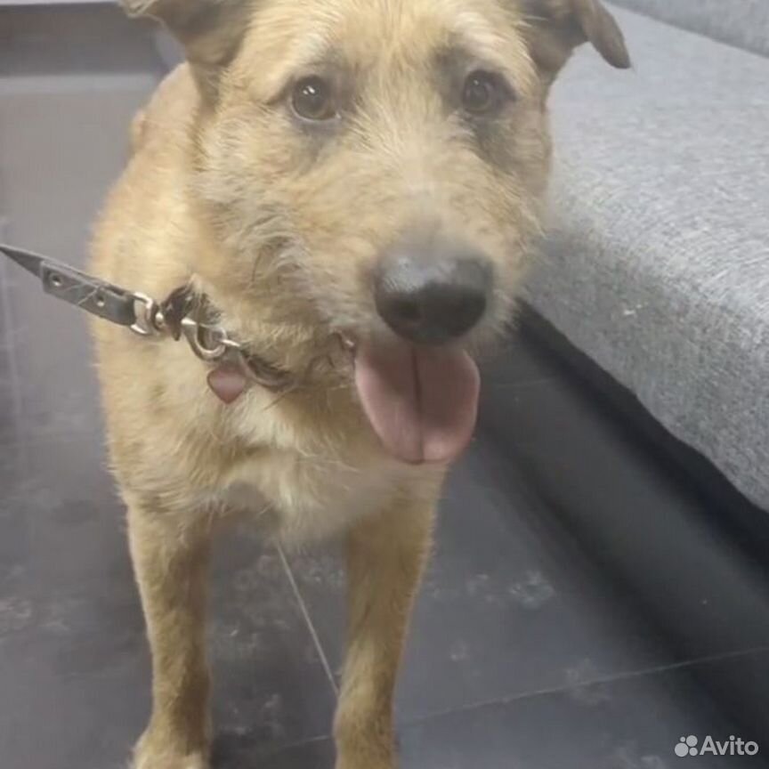 Его бросили он лежал на том же месте и ждал.Семья