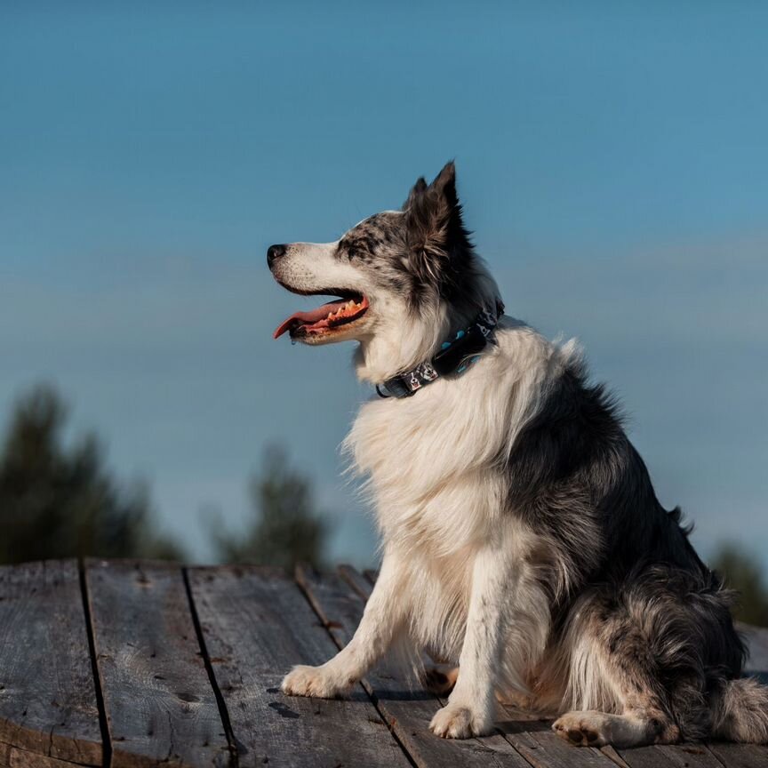 Трекер для собак