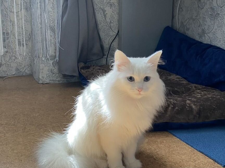 Сибирская кошечка