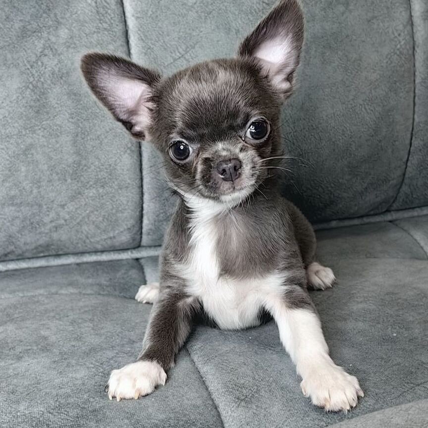 Мини голубая девочка