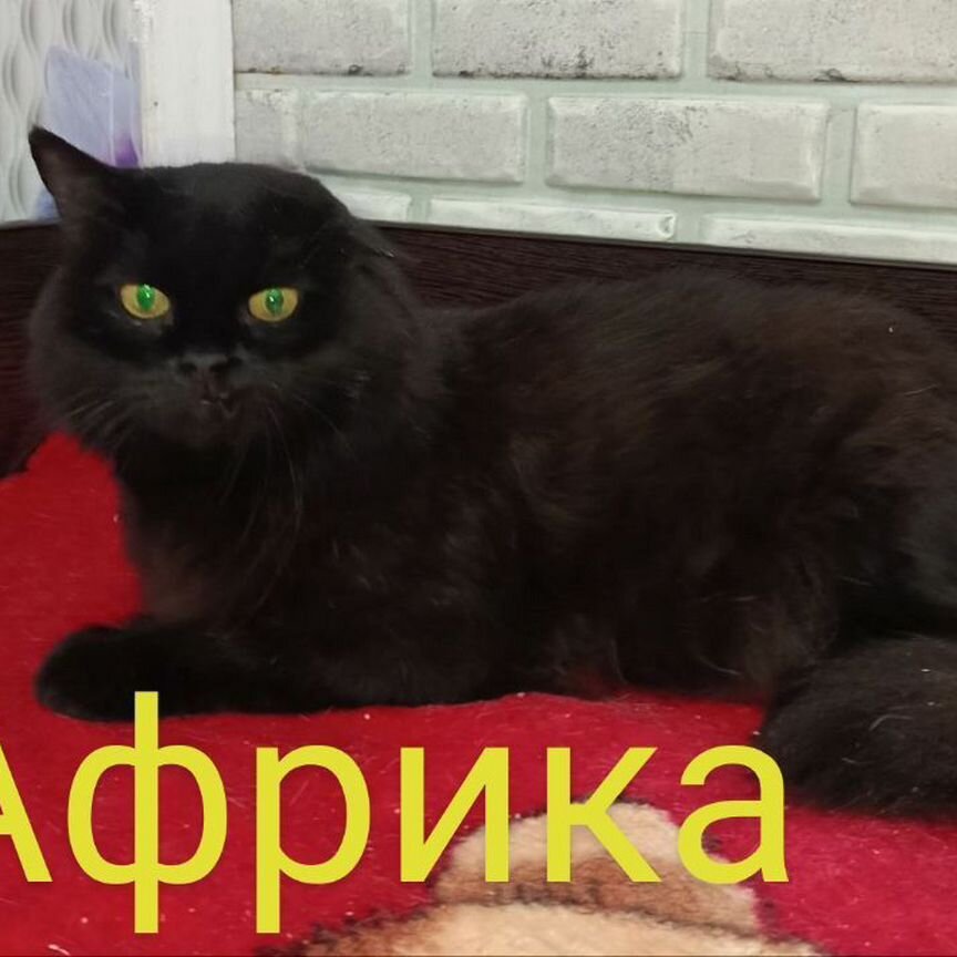 6 кг счастья