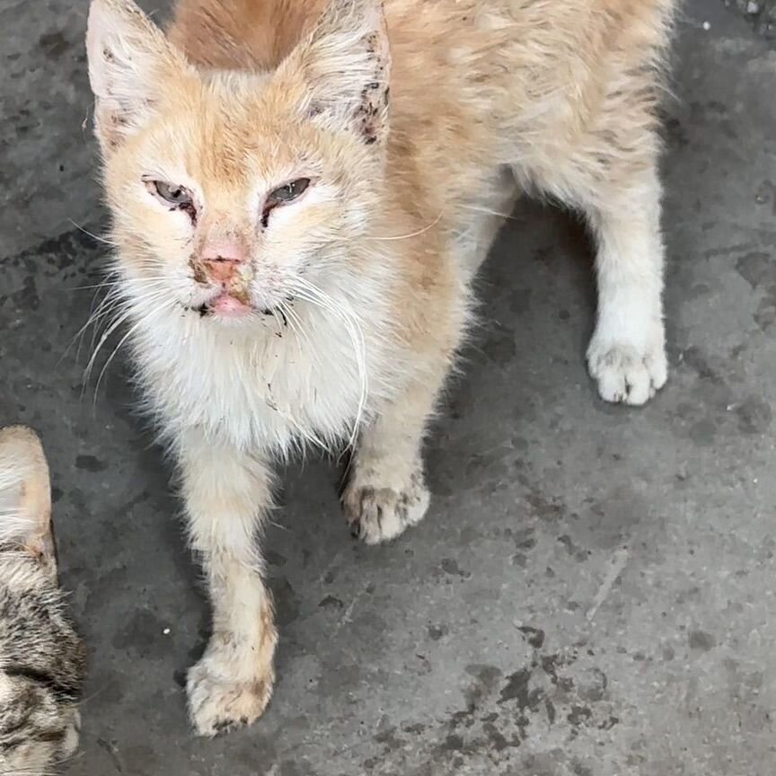 Кот в очень добрые руки
