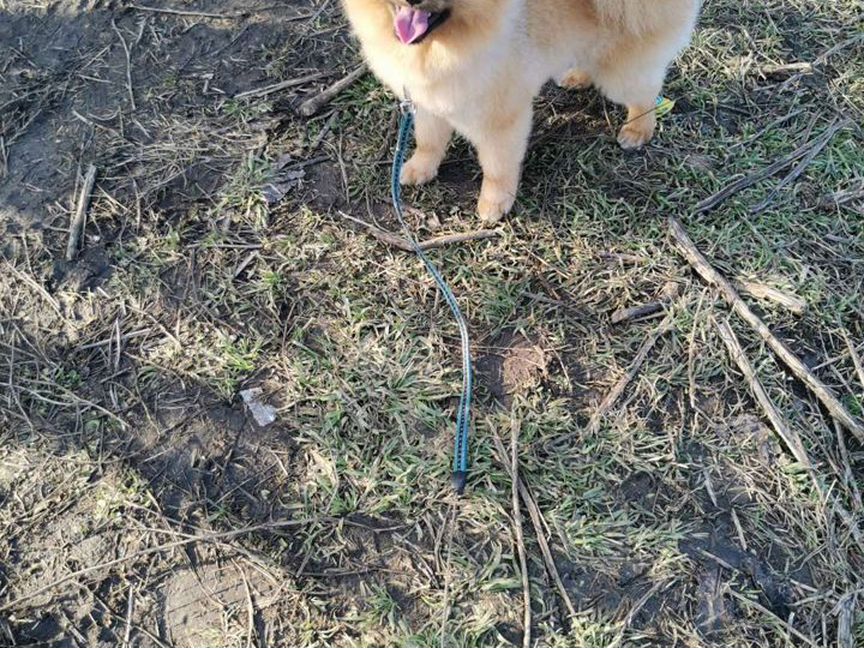 Вязка. померанский шпиц. Молодой самец