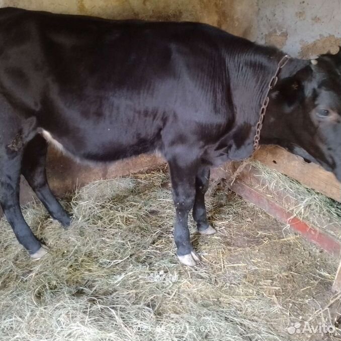 Телочка 6 месяцев