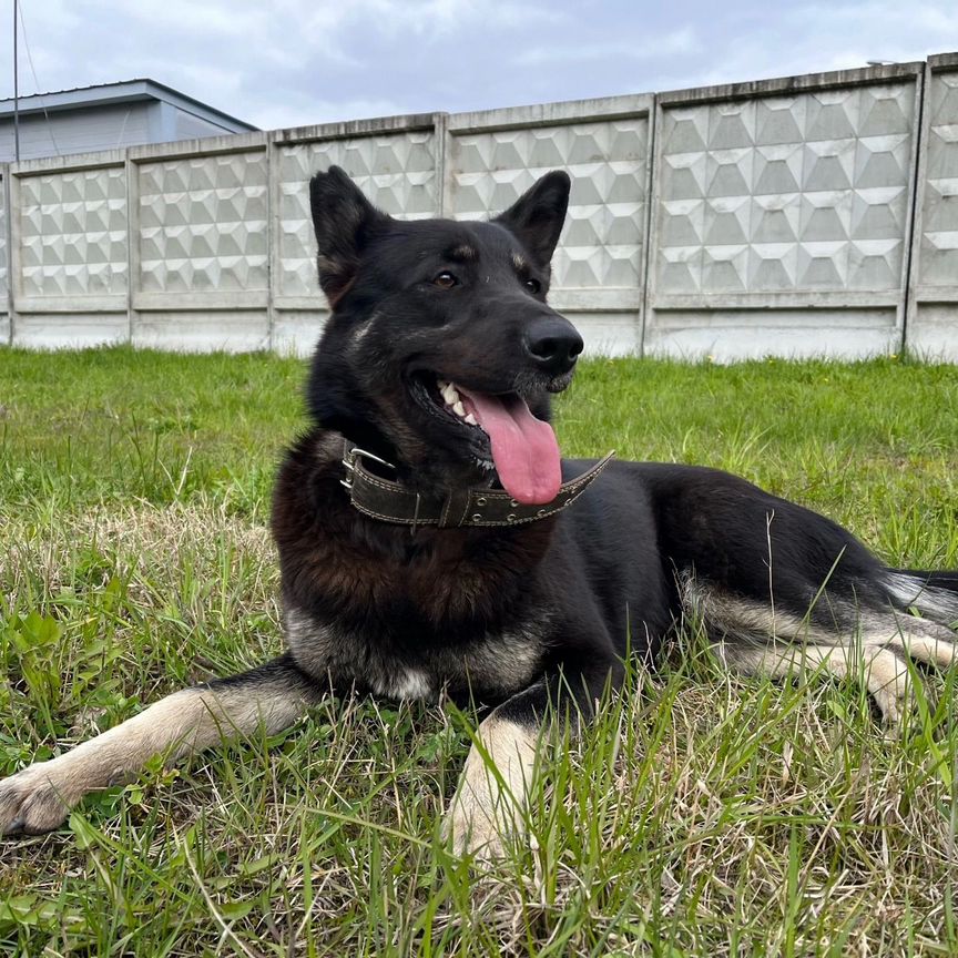 Метис немецкой овчарки в добрые руки