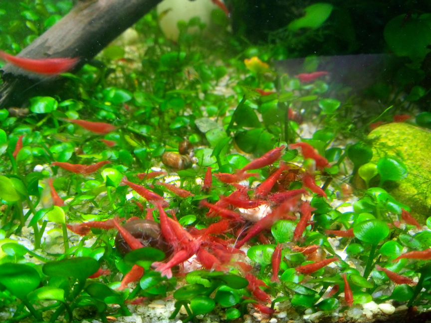 Креветки Neocaridina вишня, блю дрим и Амано