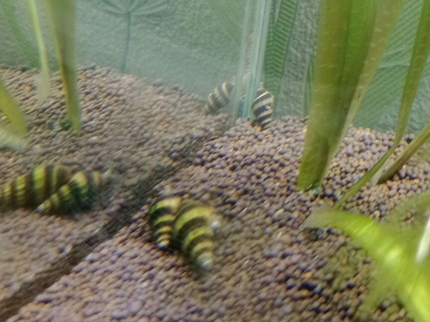 Улитка Хелена