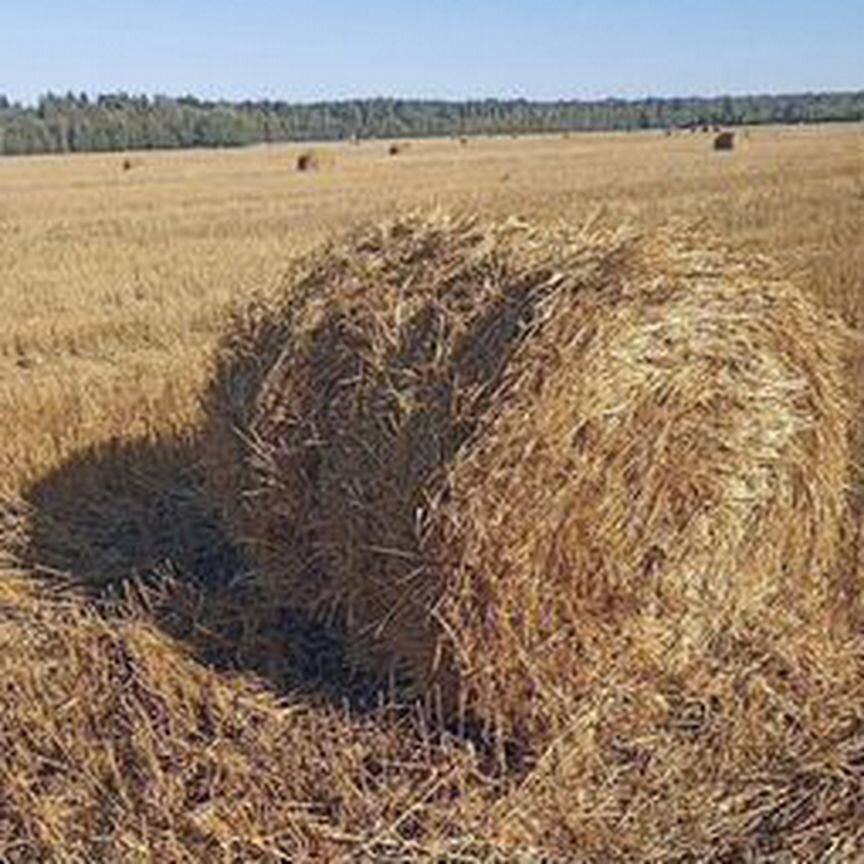 Солома овсяная