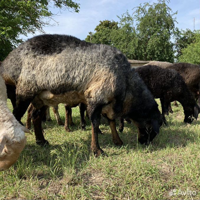 Эдельбаевский баран