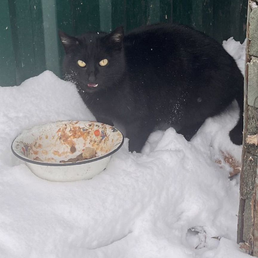 Кошка мерзнет на улице