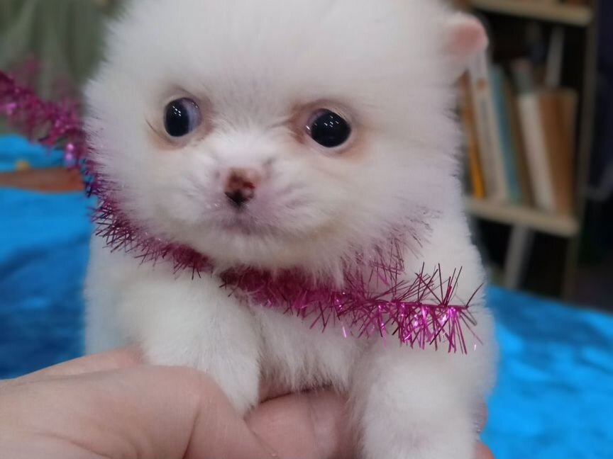 Померанский шпиц