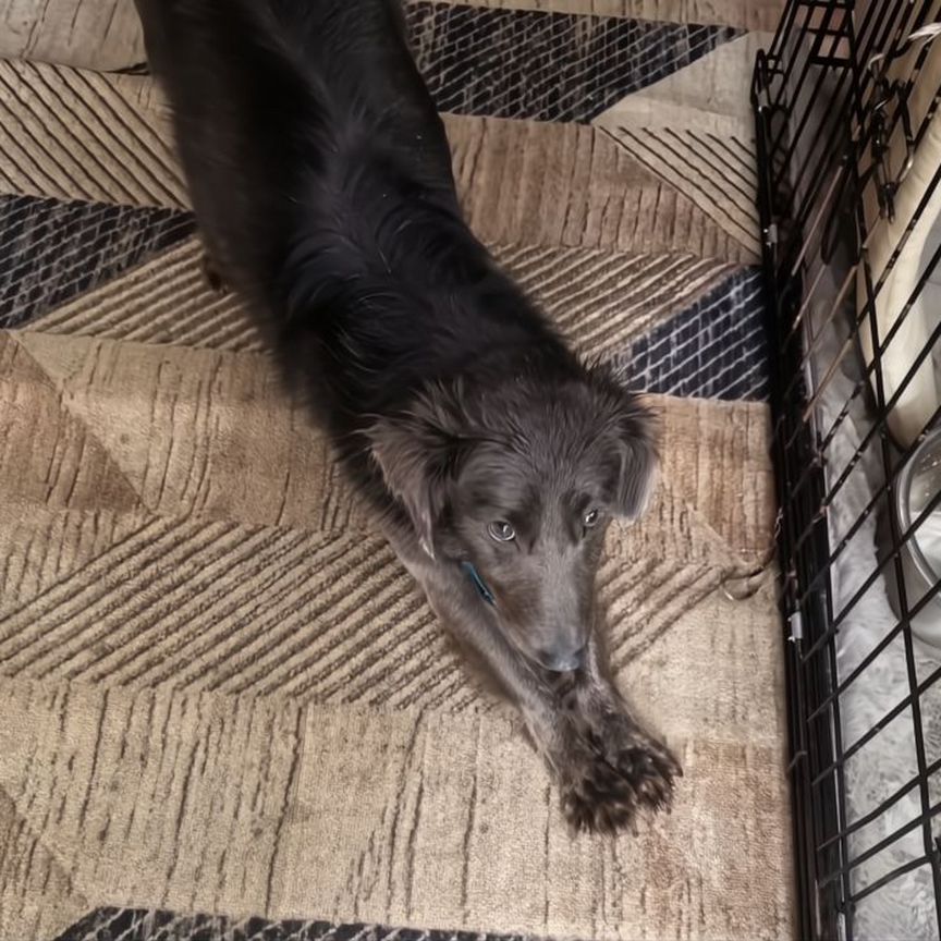 Взрослая собака в добрые руки