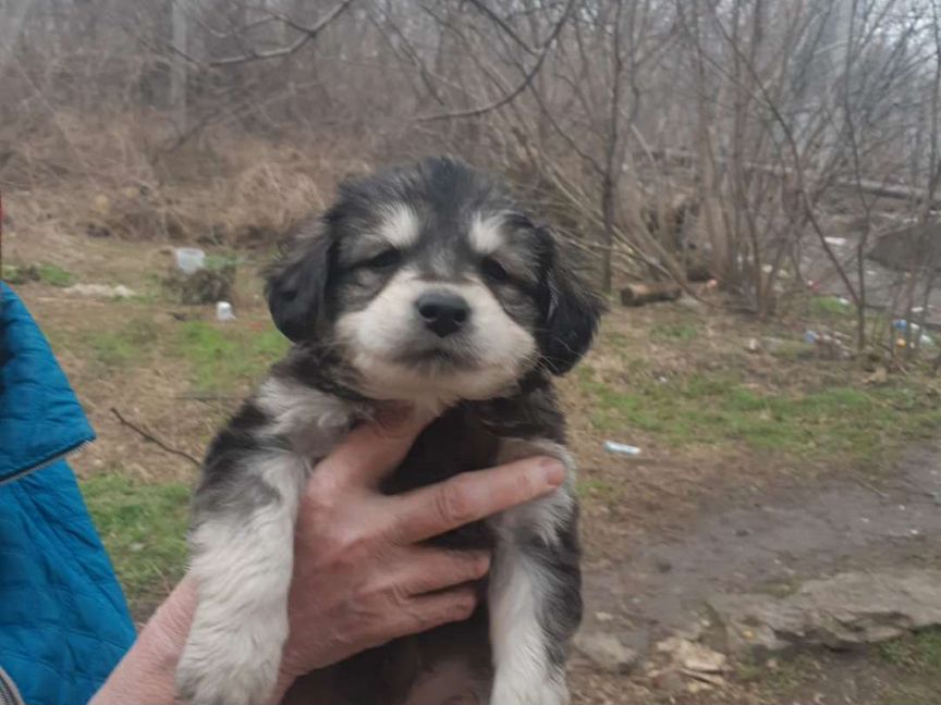 Щенули в добрые руки