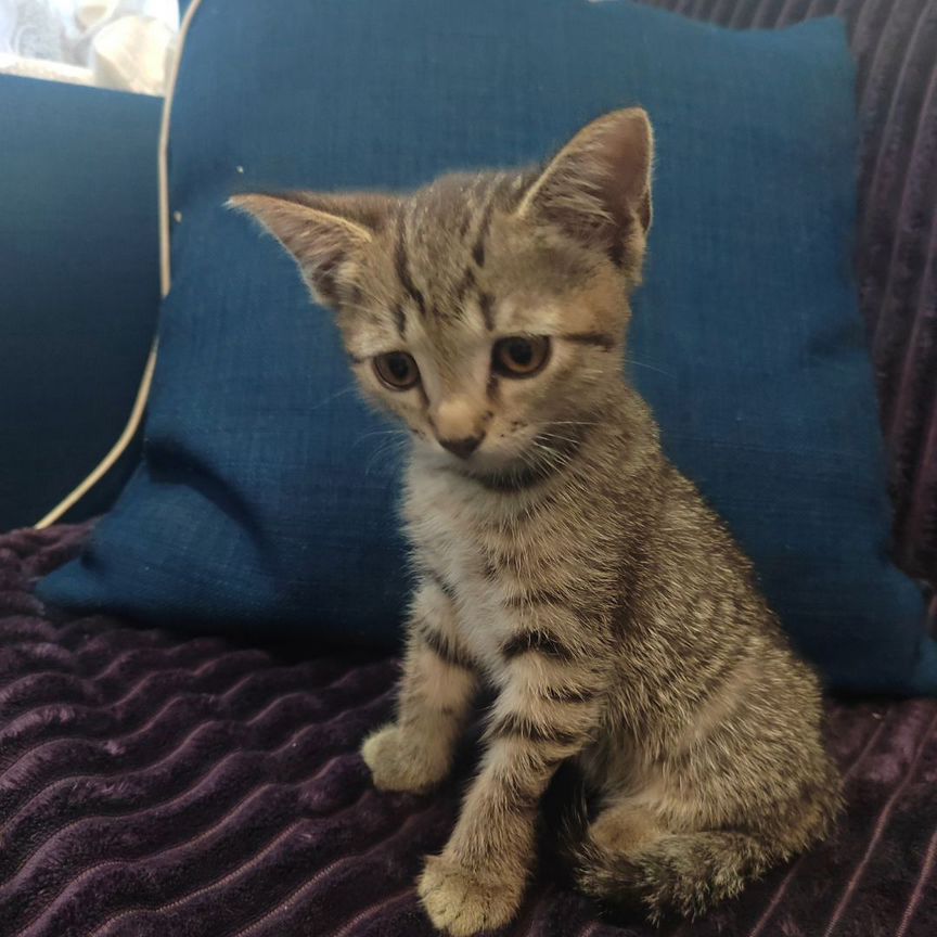 Котёнок