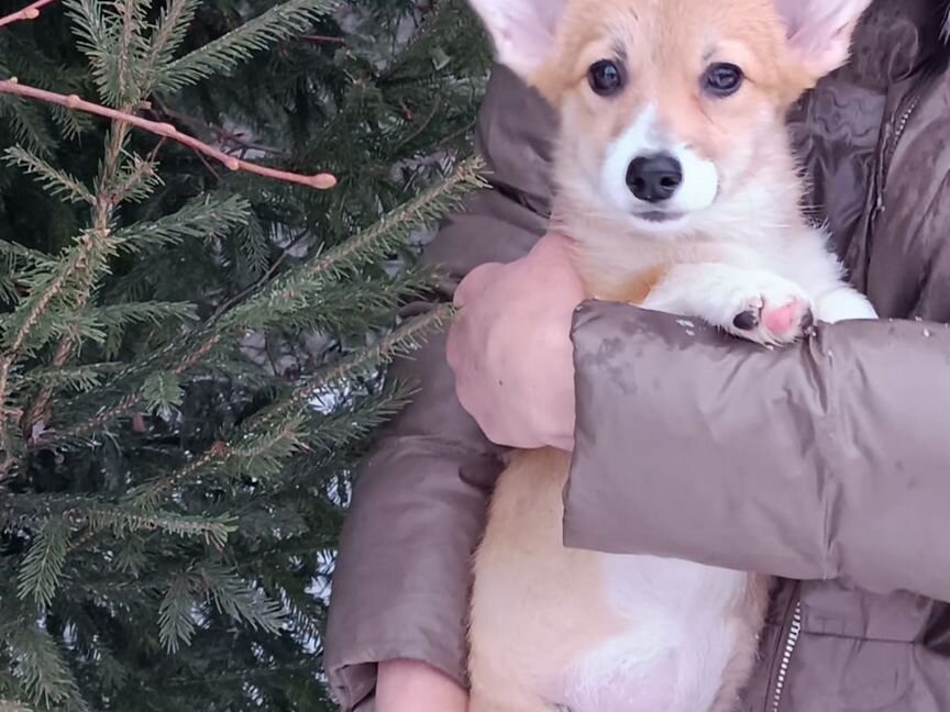 Девочка вельш-корги пемброк