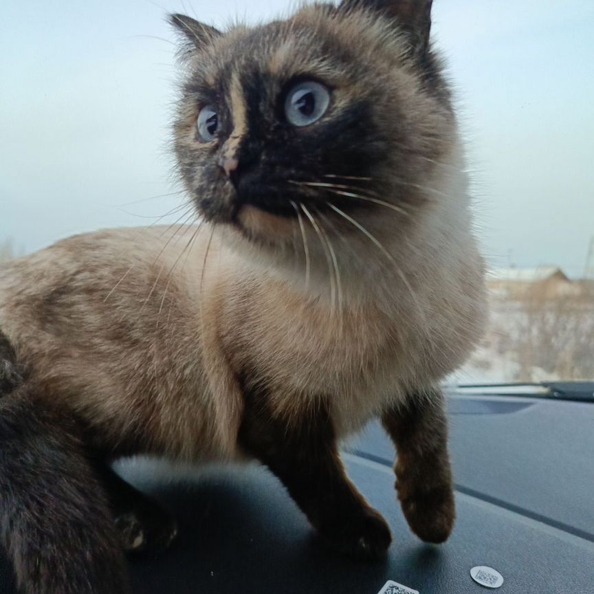 Кошка отдам в добрые руки
