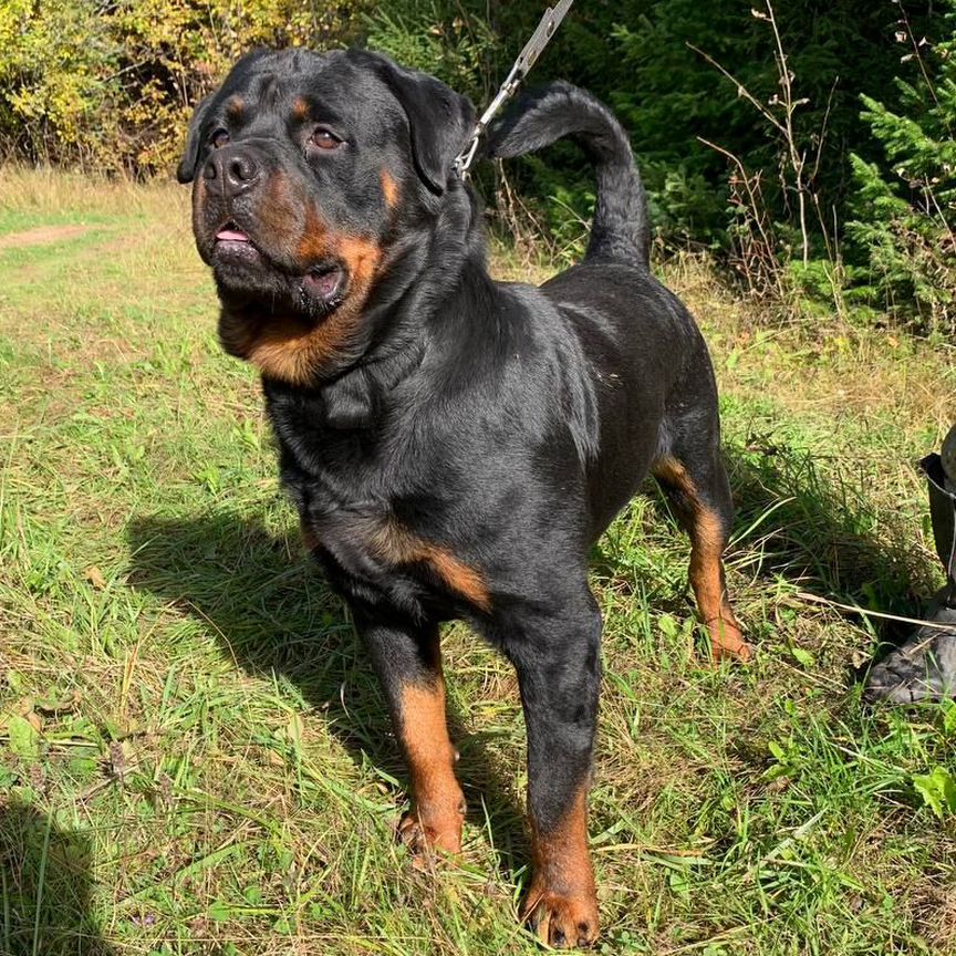 Ротвейлер, взрослая собака
