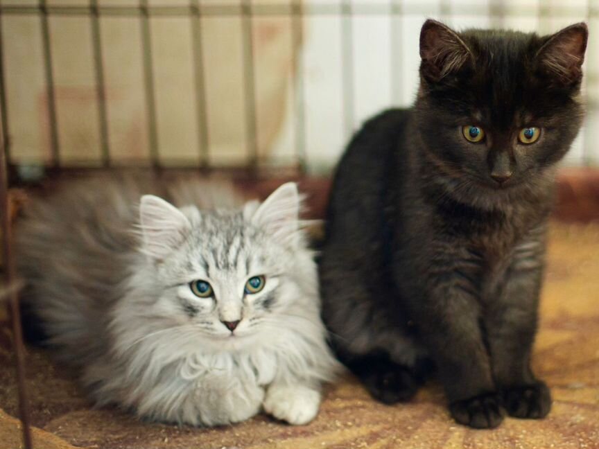 Котята ищут котородителей