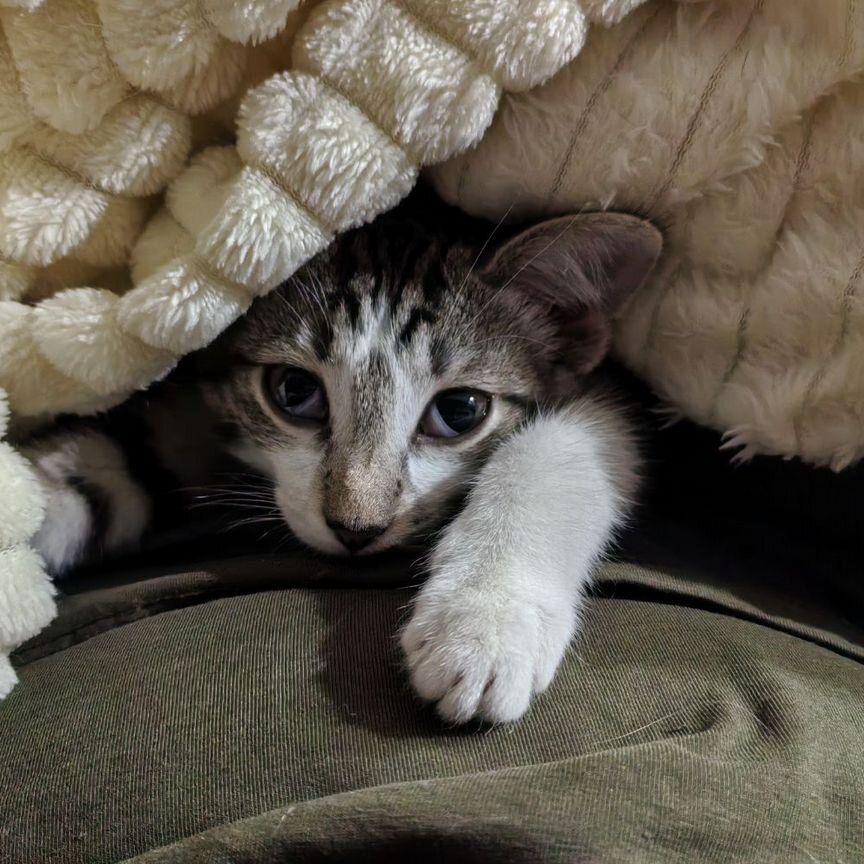 Котёнок в добрые руки