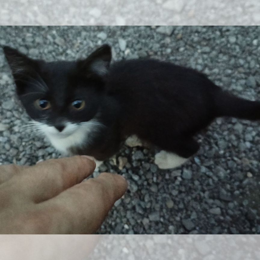 Отдаются котята в добрые руки