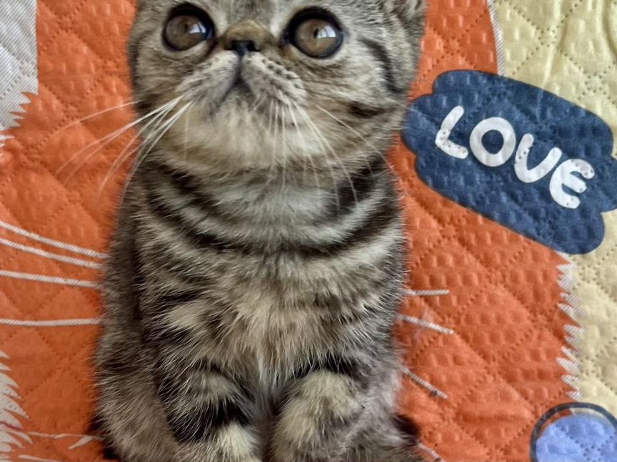 Плюшевое чудо