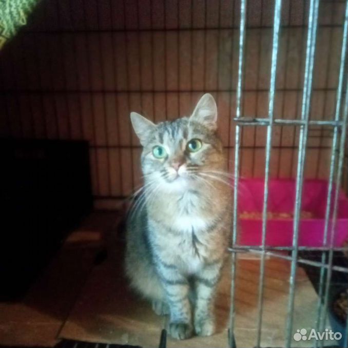 Кошечка Дашка в добрые руки