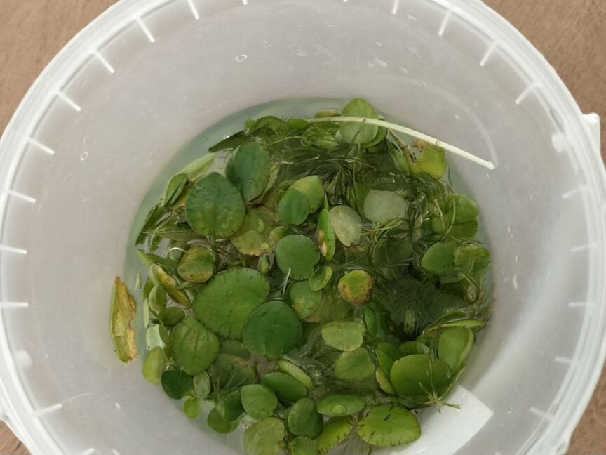 Аквариумные растения